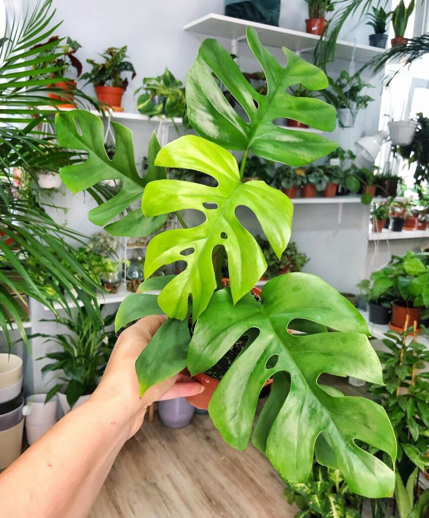 10 Most Expensive House Plants To Decorate Your Lifestyle — The Second ...