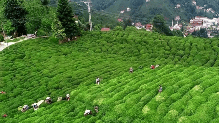 Top Agriculture Countries — The Second Angle