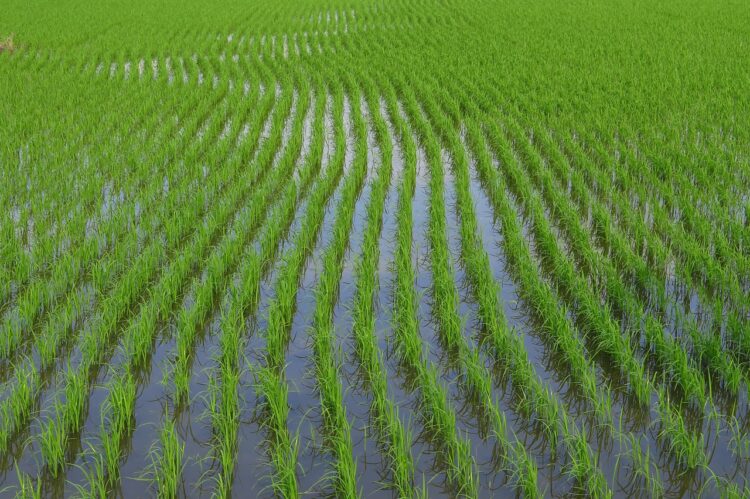 Irrigation Methods That Will Help The Indian Farmers — The Second Angle