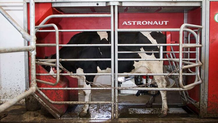 Robotic Milking: How Does It Helps In Dairy Farming? — The Second Angle