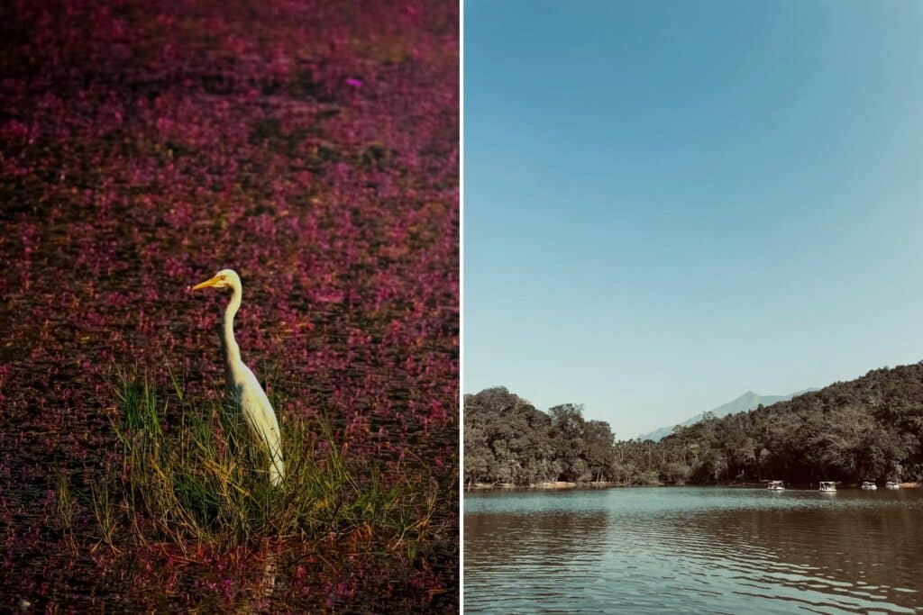 The 8 Best Places To Visit In Wayanad | Edakkal Caves, Chembra Peak ...
